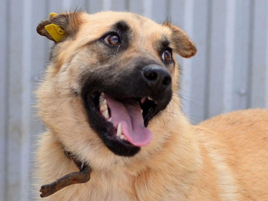 Собака в добрые руки