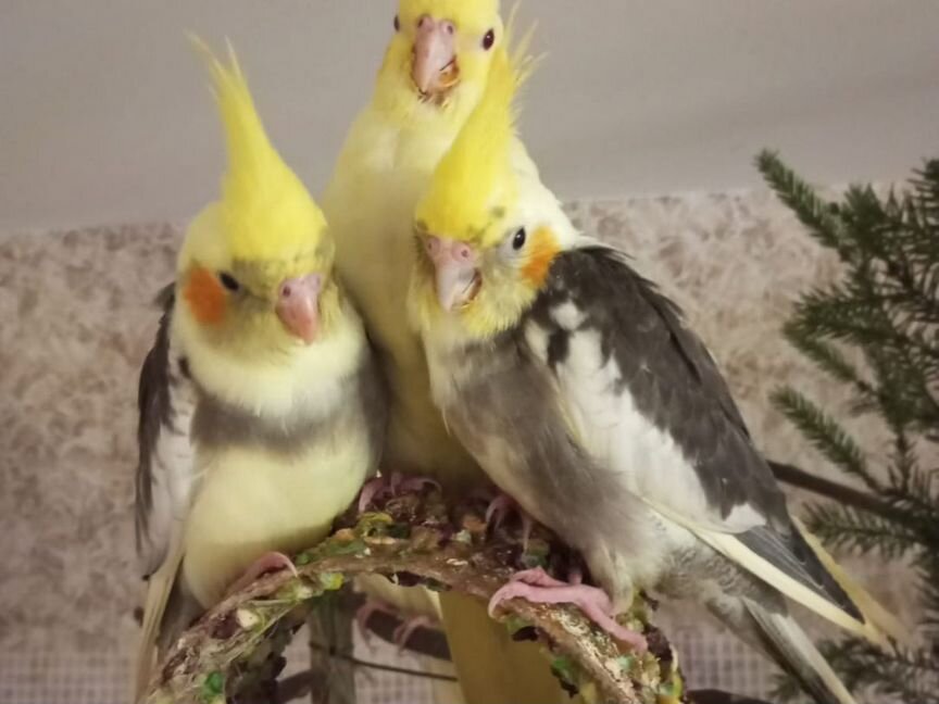 Продам попугая карелла