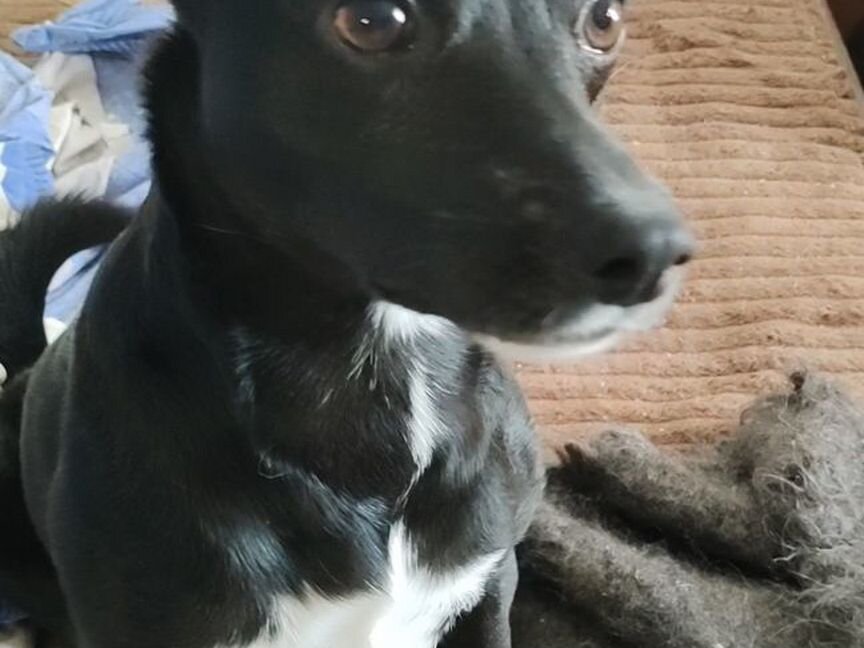 Маленькая собачка в добрые руки