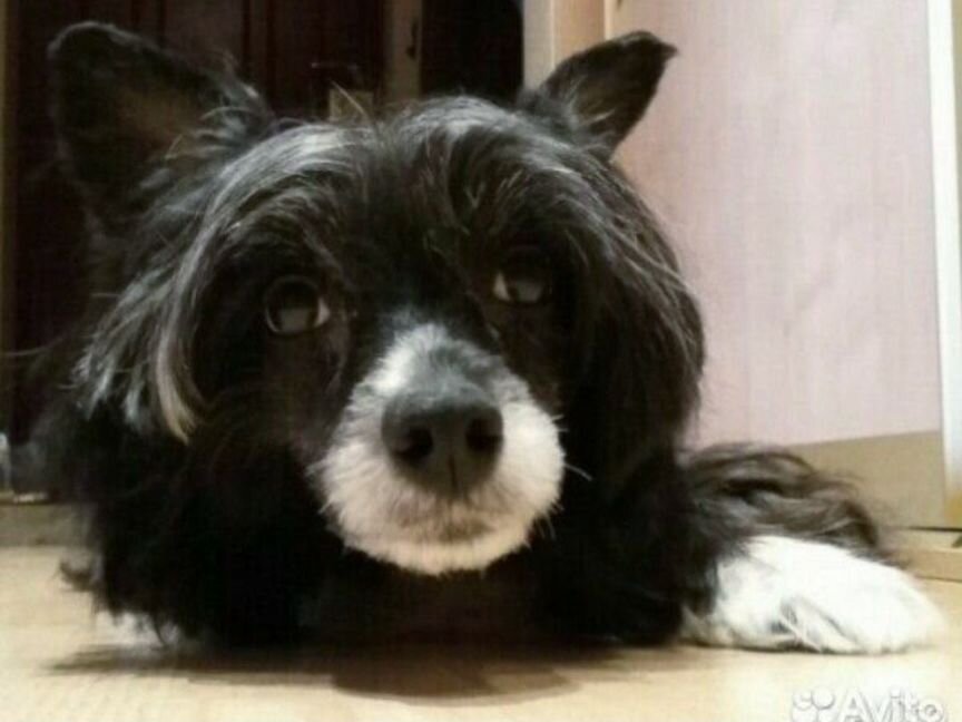 Вязка Китайская хохлатая кхс