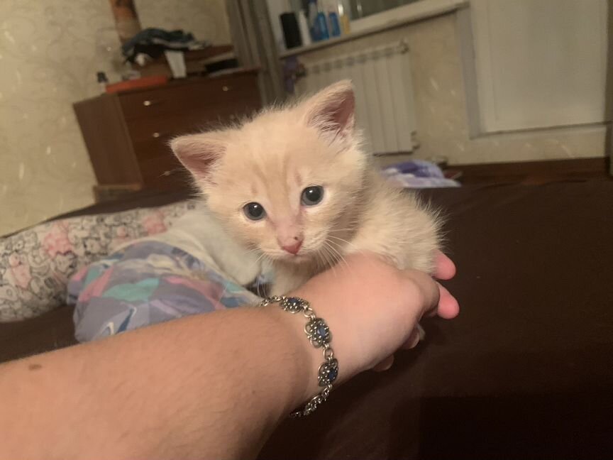 Котенок 1,5 месяца