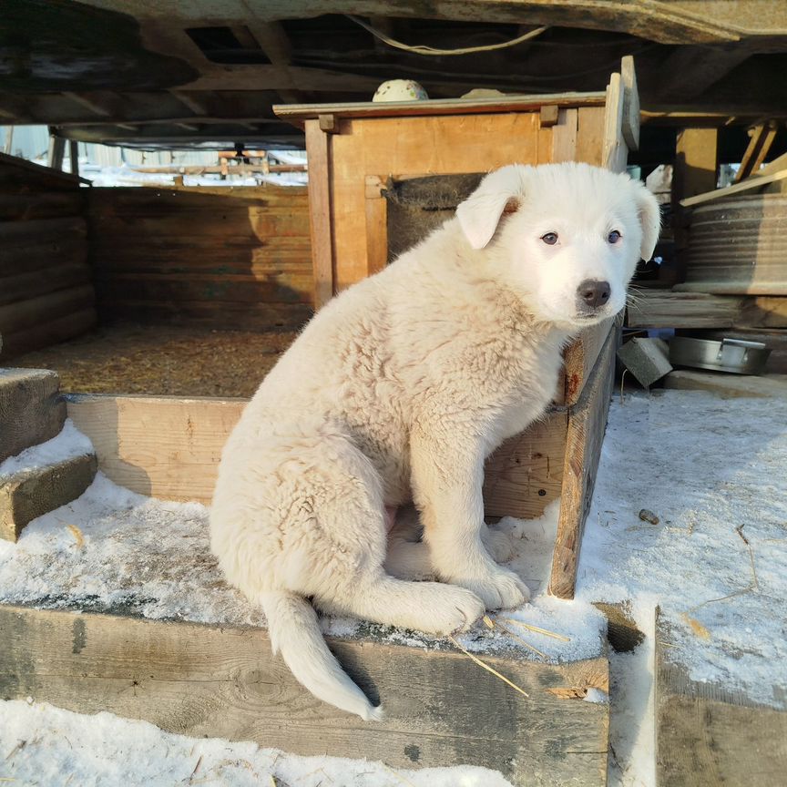 Отдам в хорошие руки бесплатно