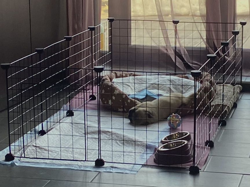 Сборный вольер-клетка для животных