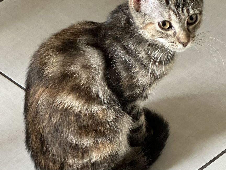 Котенок Душечка