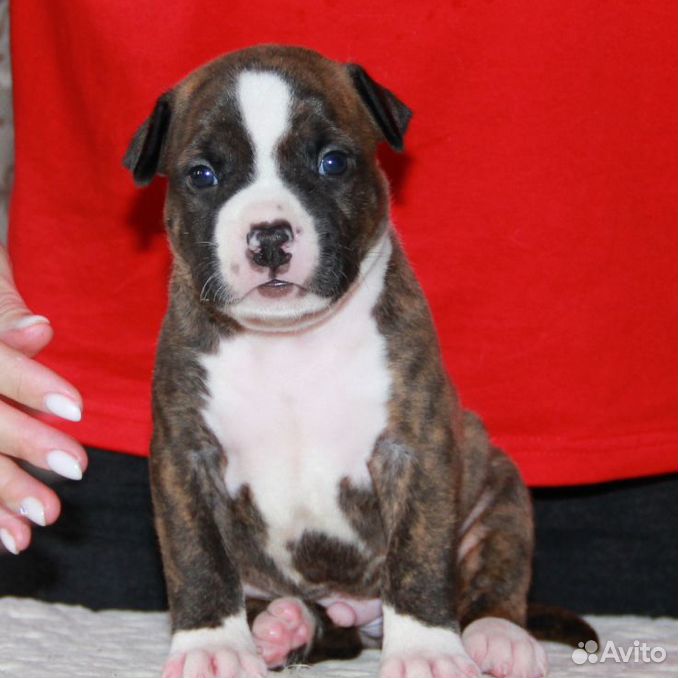 Щенок американского стаффорда, мальчик №3