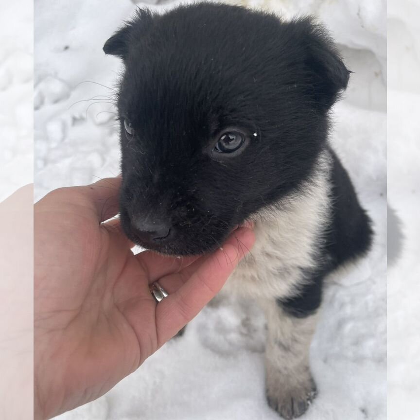 Щенок в добрые руки