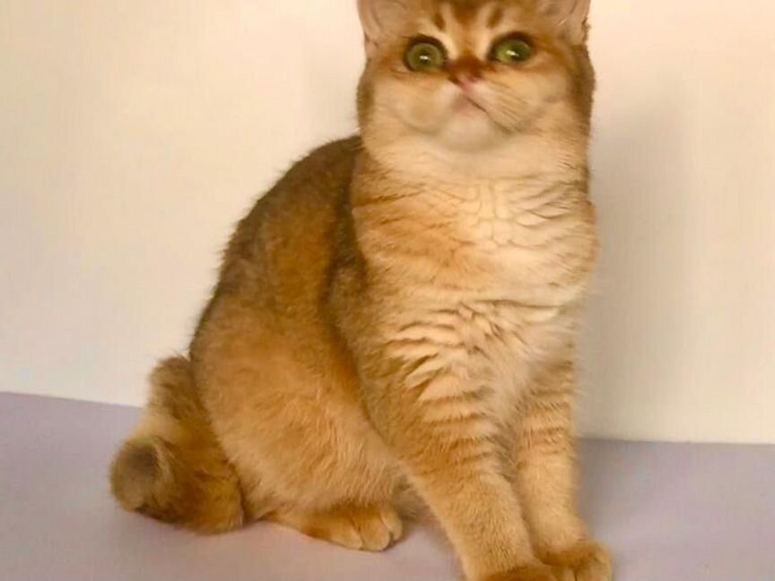 Британская кот и кошечка