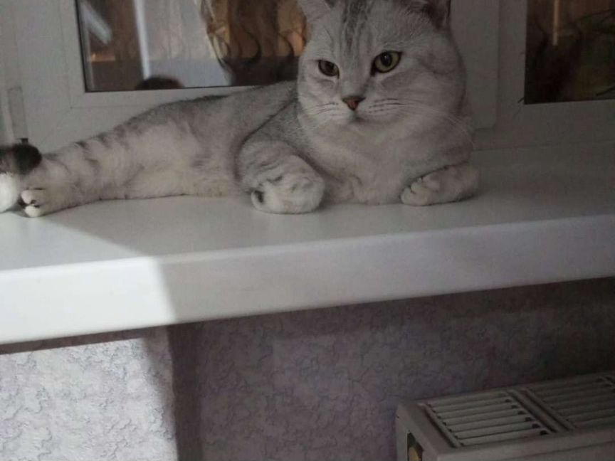 Шотландский кот вязка