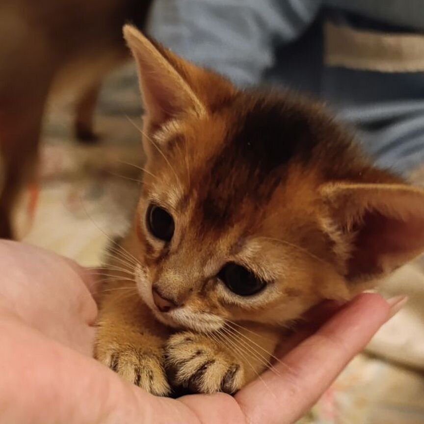 Абиссинский котёнок