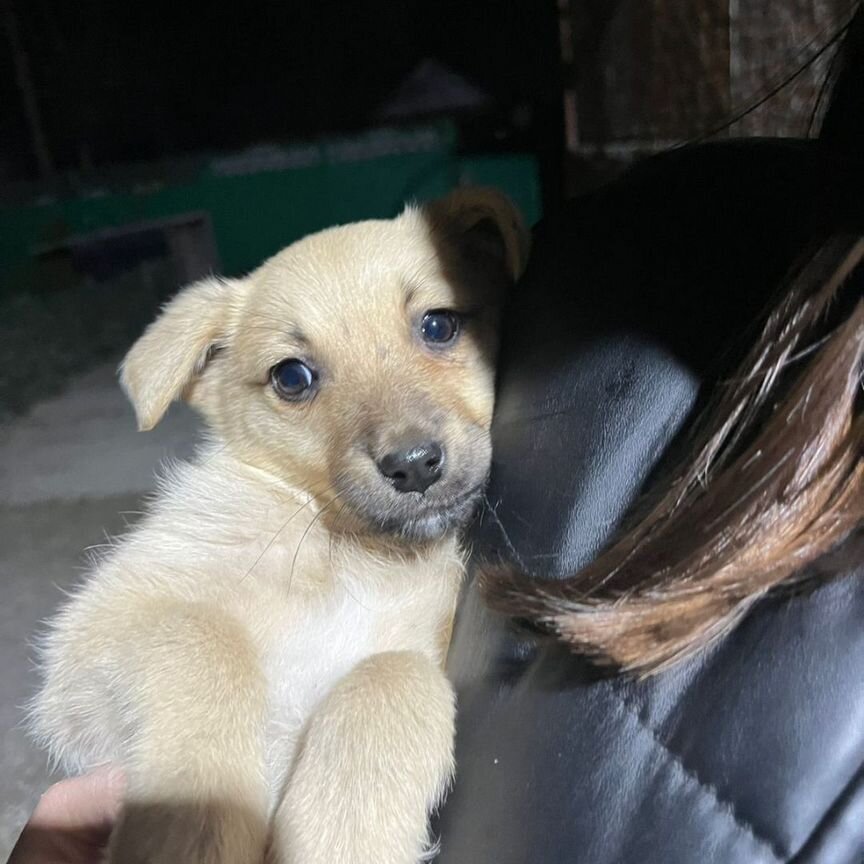 Щенки малыши в добрые руки