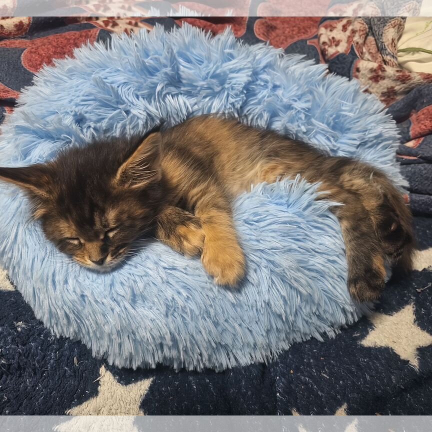 Мейн-кун котёнок