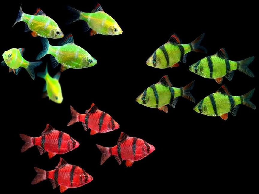 Барбус Суматранский premium (GloFish) XL
