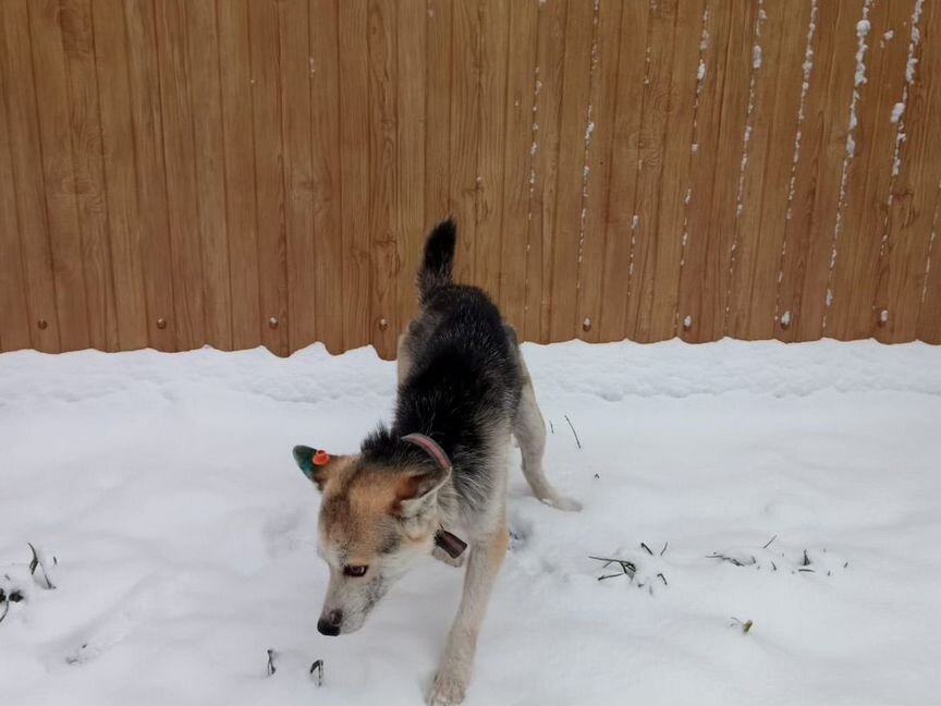 Собака подросток ищет дом