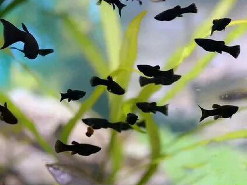 Моллинезия серые