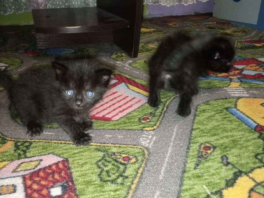 Отдам бесплатно