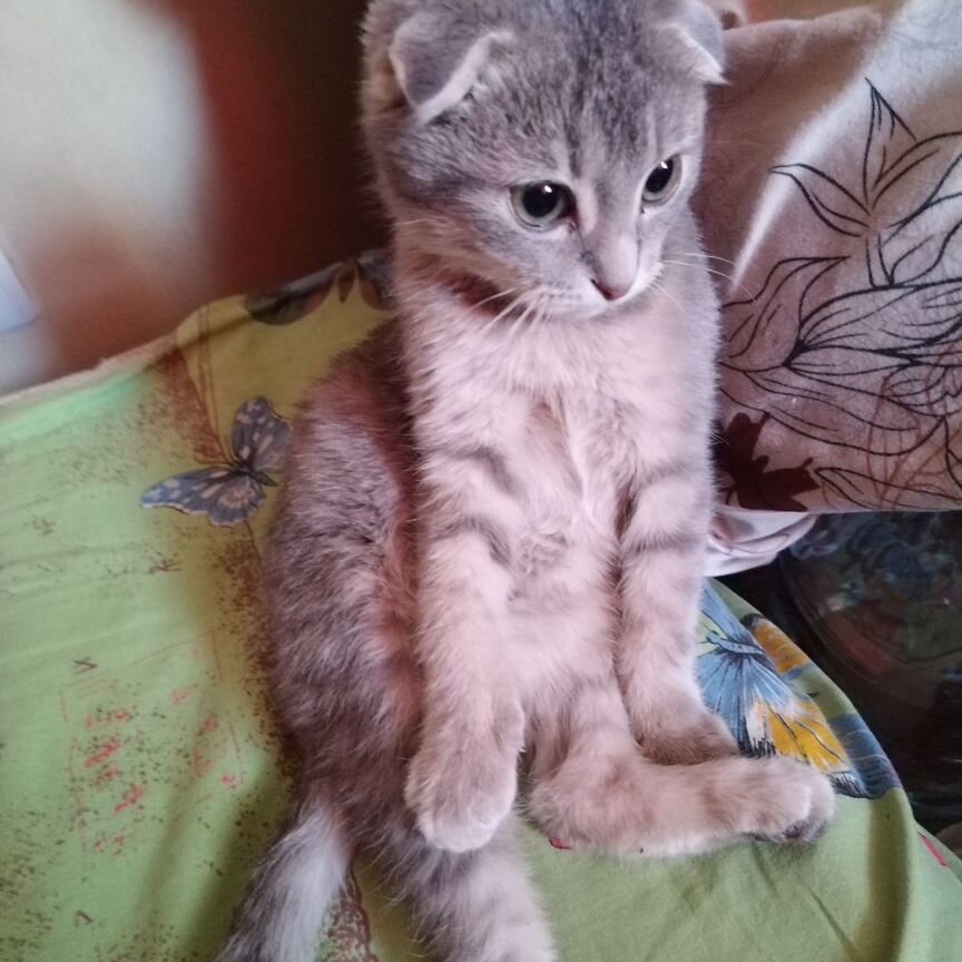 Котик вислоухий