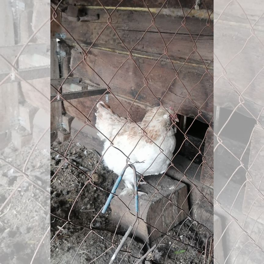 Продам Инкубационное яйцо фаверолей