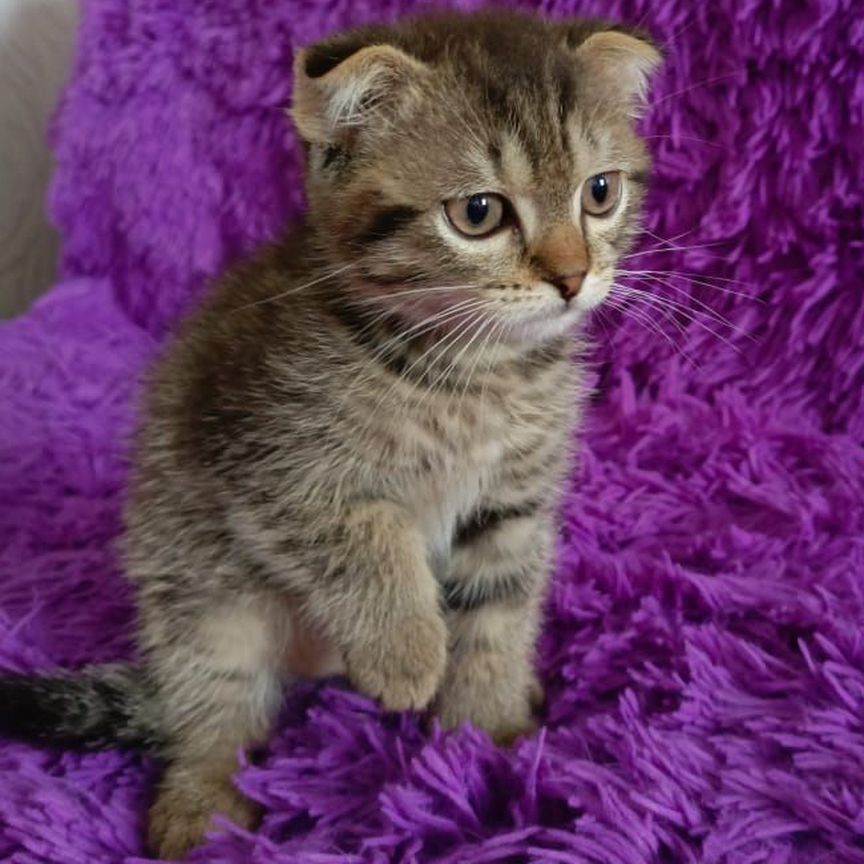 Шотландский вислоухий кот