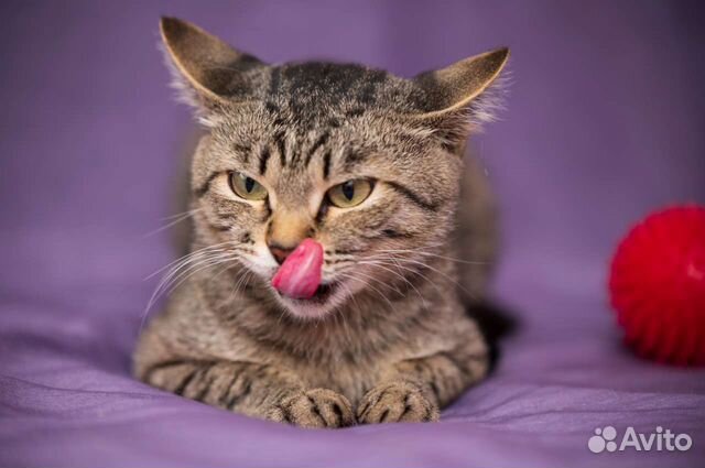 Котэ в добрые руки