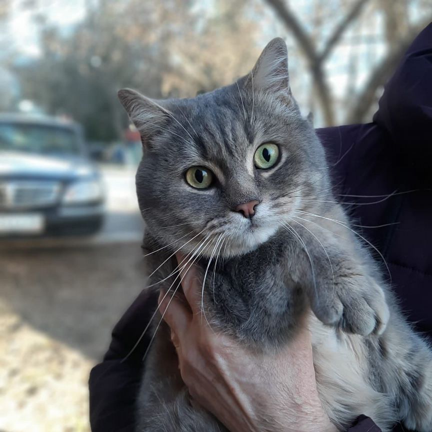 Кот в добрые руки