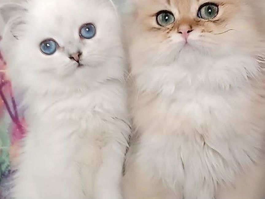Британские котята длинношерстные