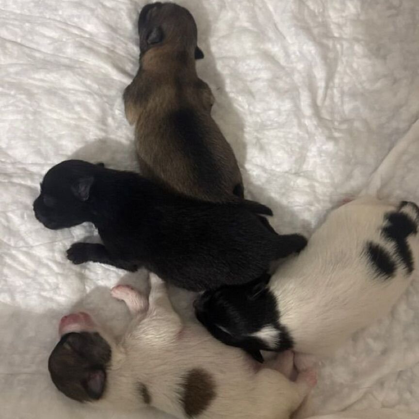 Немецкий шпиц, щенок