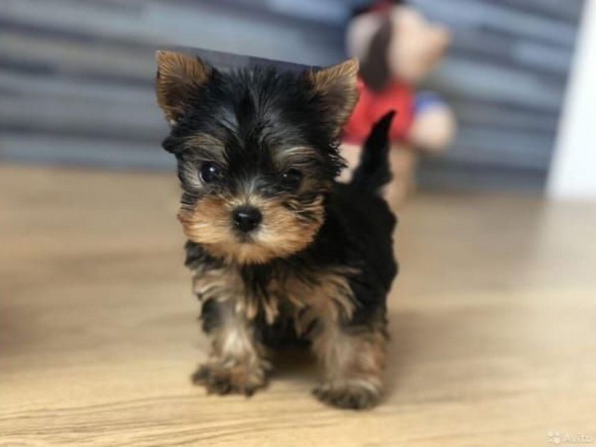 Йоркширский терьер