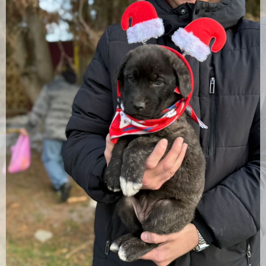 Щенок в добрые руки