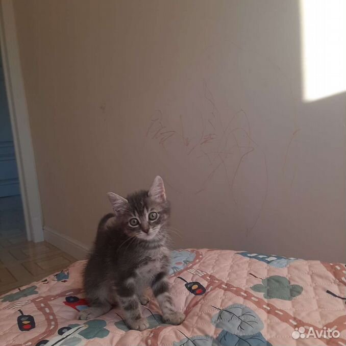 Котёнок 2мес в дар