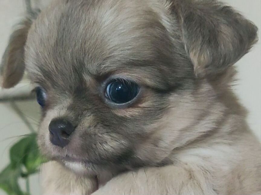 Девочка - булочка