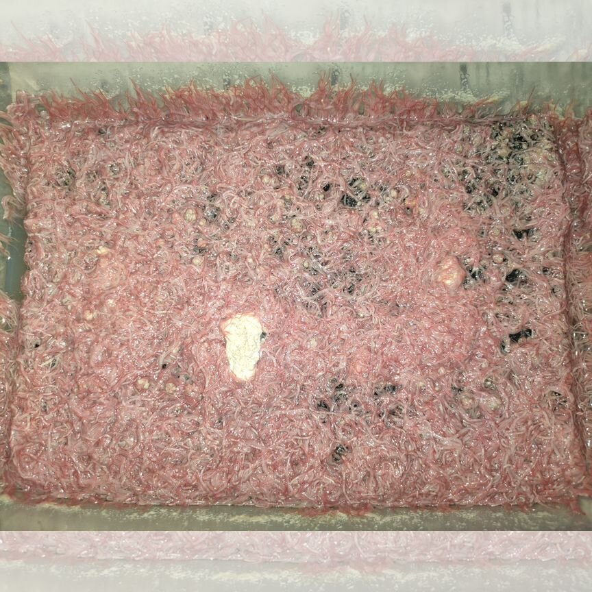 Домашний трубочник "Изя"