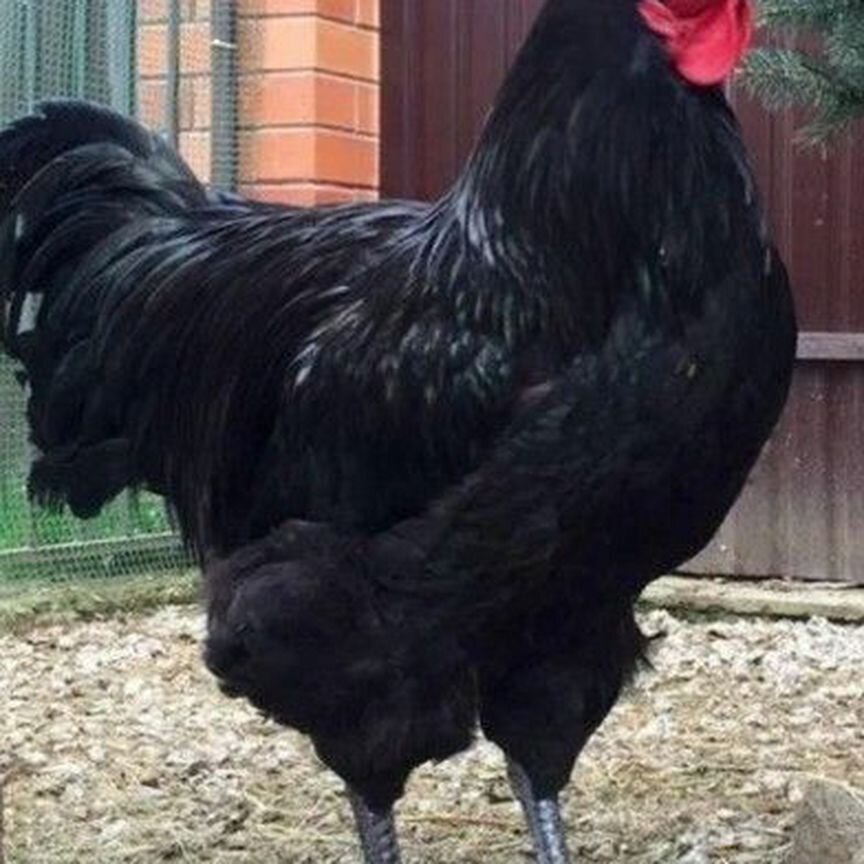 Заявки на цыплят Джерсийский гигант