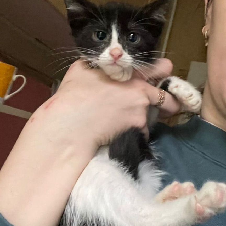 Котёнок в добрые руки