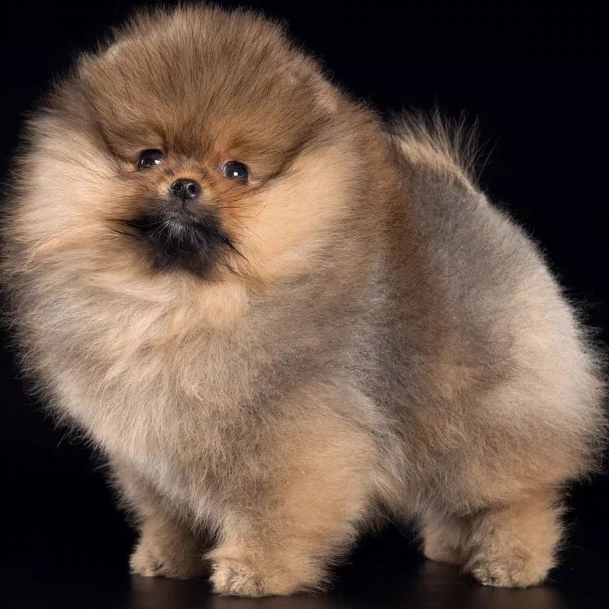 Померанский шпиц, щенок