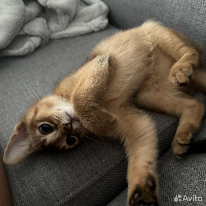 Абесинские котята