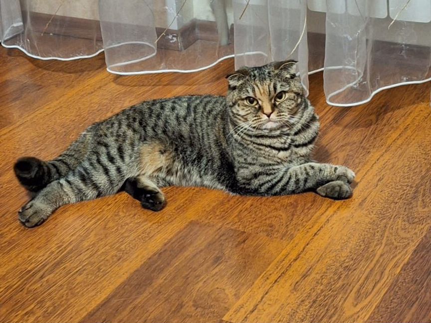 Шотландская кошка вязка