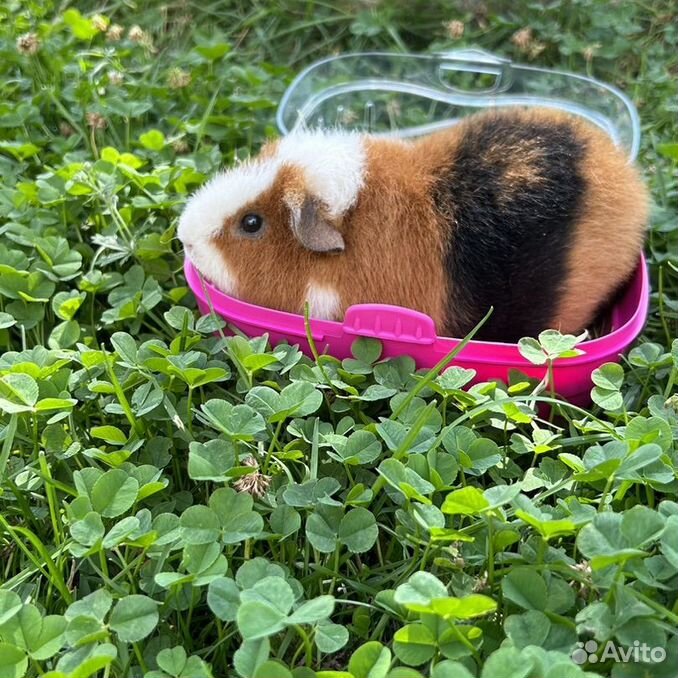 Морская свинка тедди