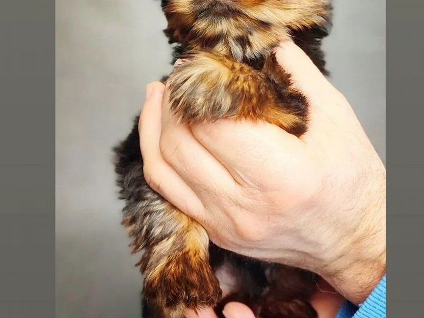 Щенята йоркширского терьера