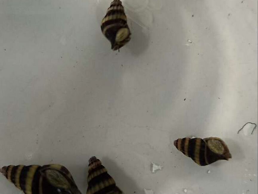 Улитка хелена