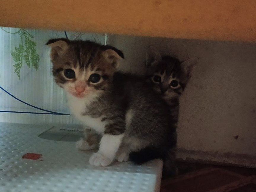 Британские вислоухие котята
