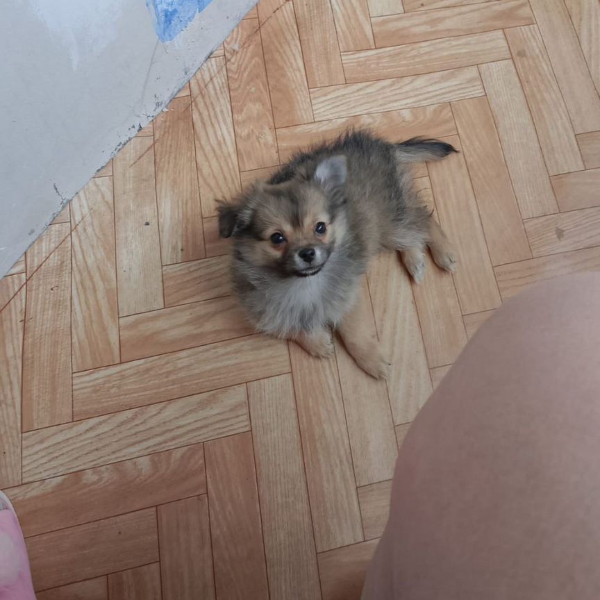 Щенки шпица