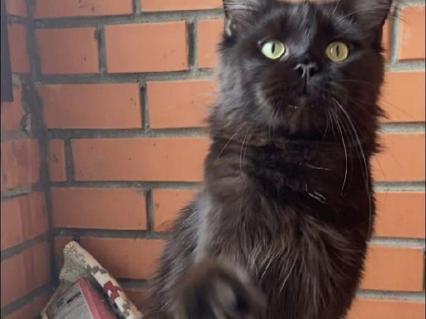 Мейн-кун Полидакт Чёрная пантера