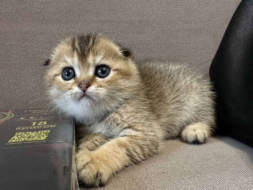 Шотландский шиншиловый вислоухий мальчик