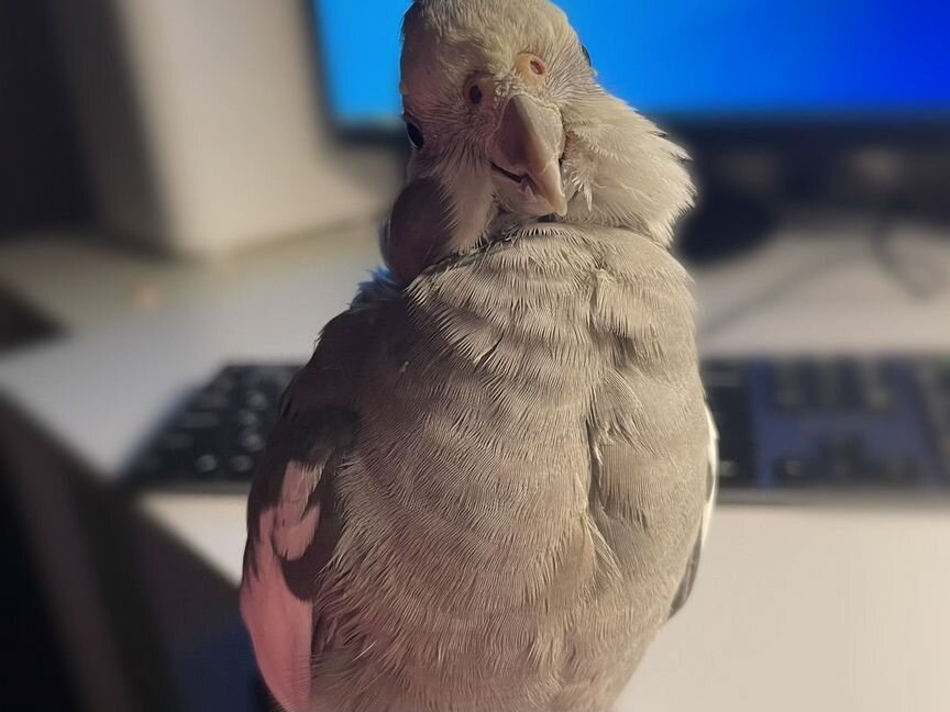 Попугай корелла птенец