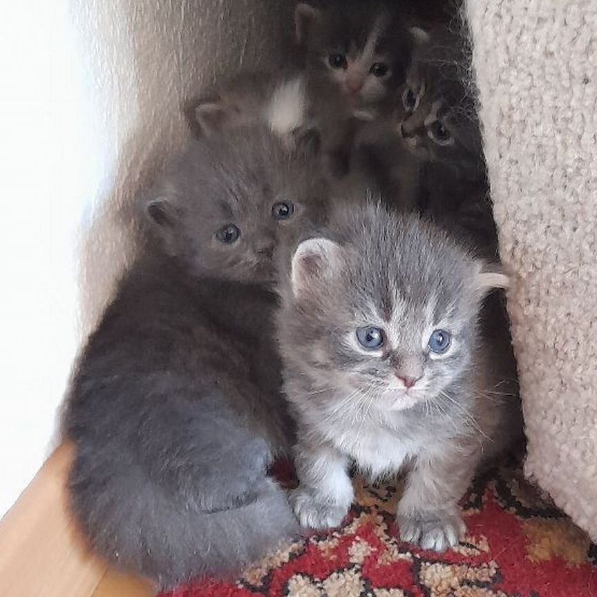 Сибирский котёнок