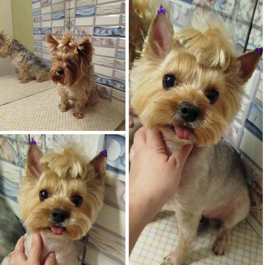 Взрослая собака в добрые руки