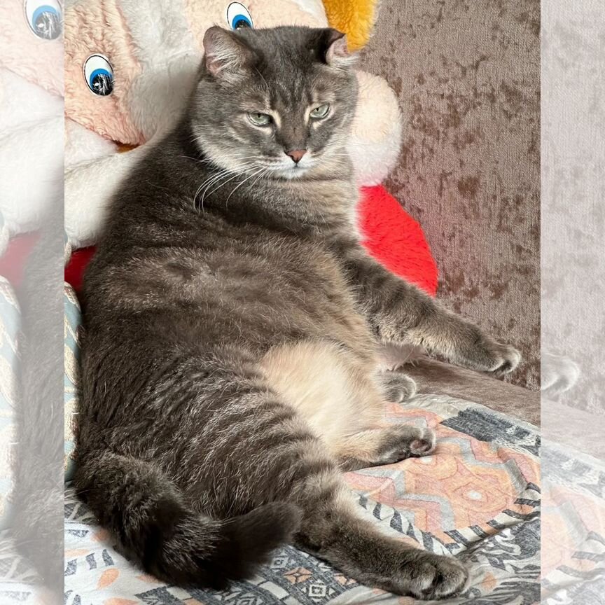 Взрослый кот в добрые руки