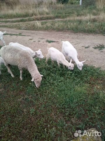 Козы дойной породы