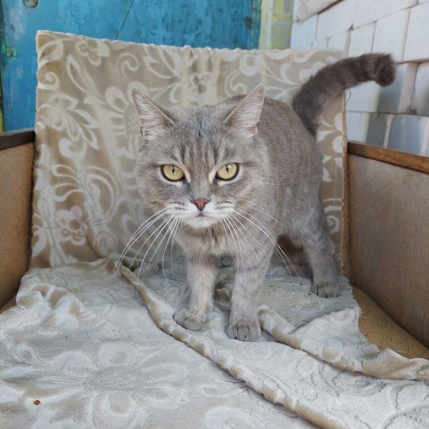 Кошка в добрые руки