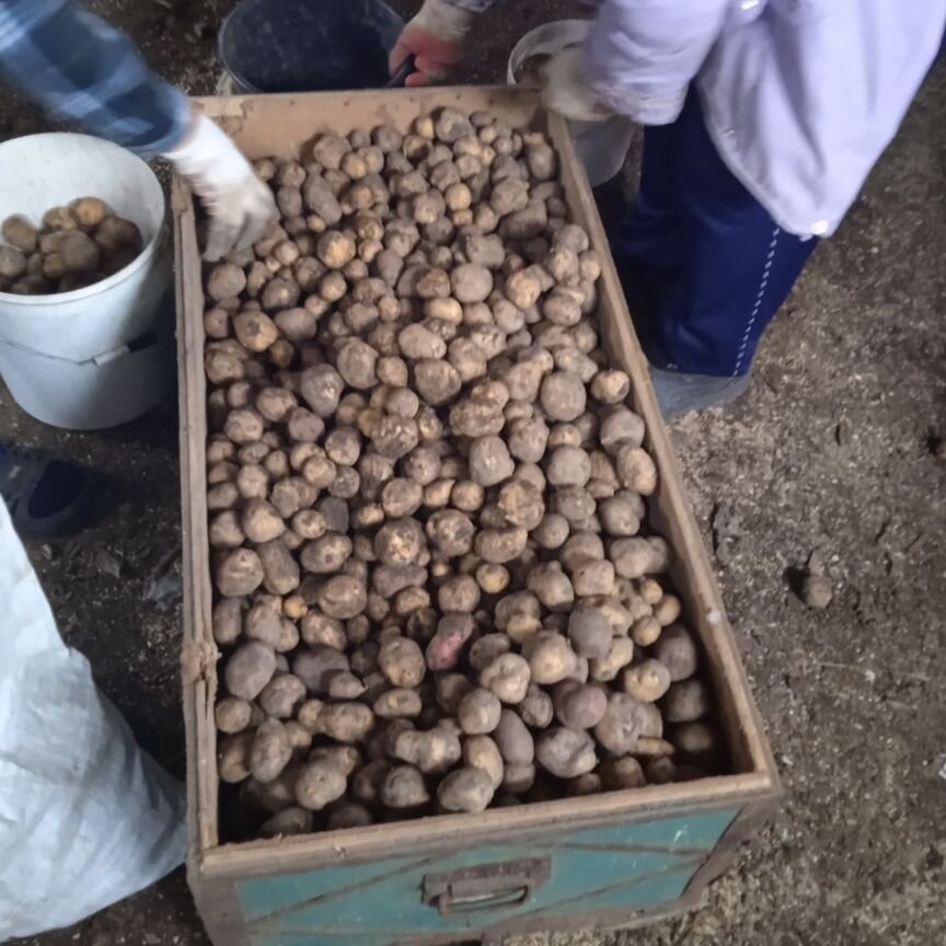 Картошка мелкая